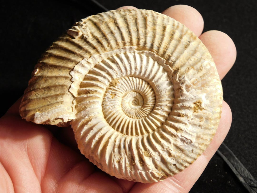 Larger White Ribbed AMMONITE Fossil 100% Natural With Stand Madagascar ...