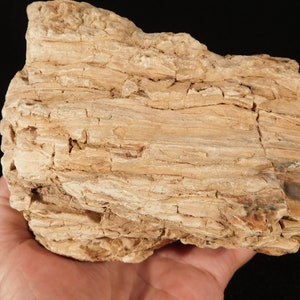 Nice BARK! Larger 210 Million Year Old Petrified Wood Fossil From ...