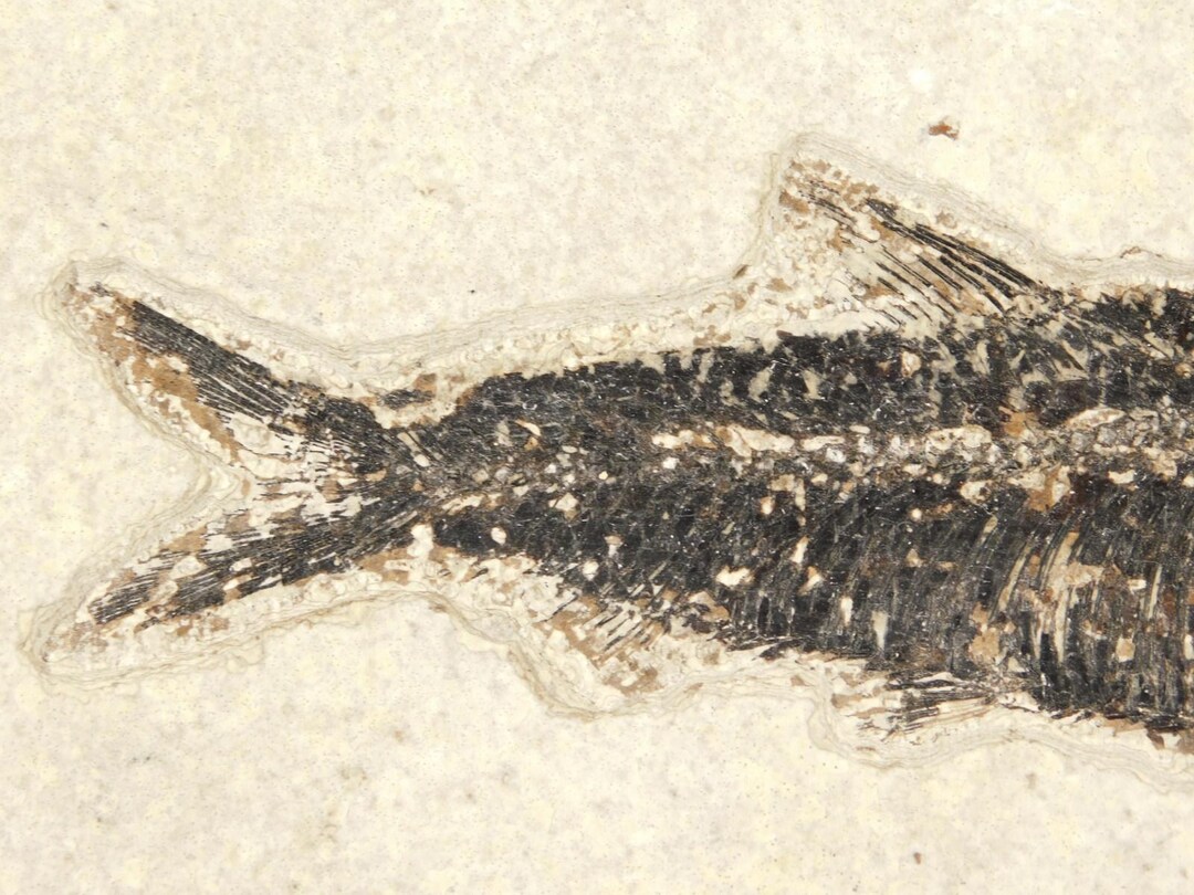 50 Million Year Old! Knightia FISH FOSSIL From Wyoming 308gr - Etsy
