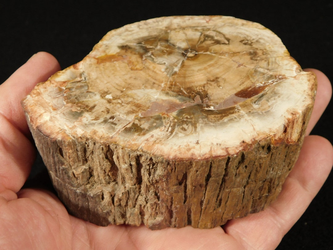 Perfect BARK 225 Million Year Old Polished Petrified Wood Fossil 451gr ...