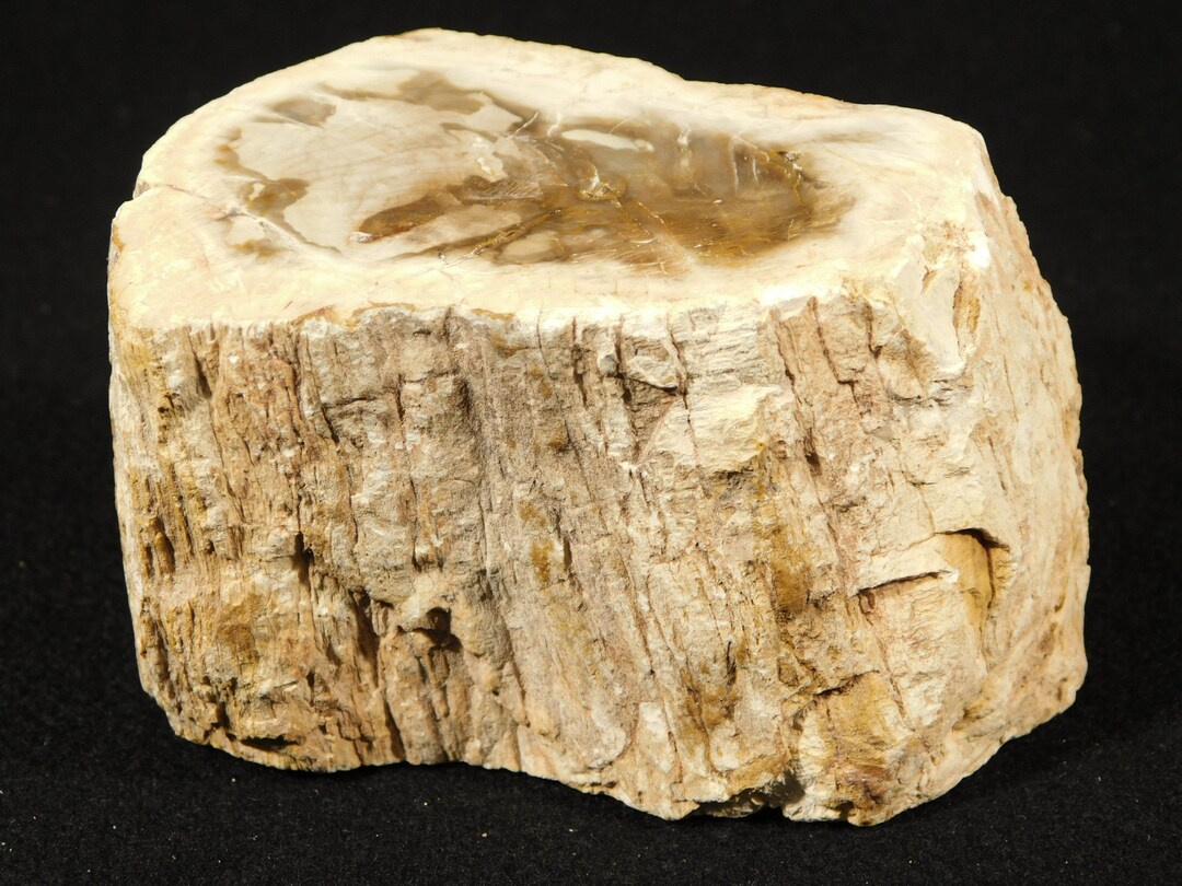 Perfect BARK 225 Million Year Old Polished Petrified Wood Fossil 390gr ...
