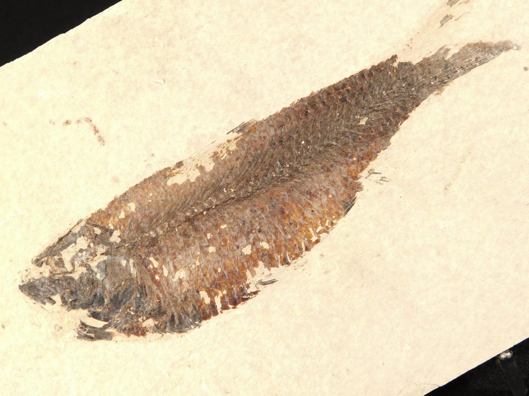 SCALES! on This 50 Million Year Old Knightia FISH Fossil W/ Stand ...