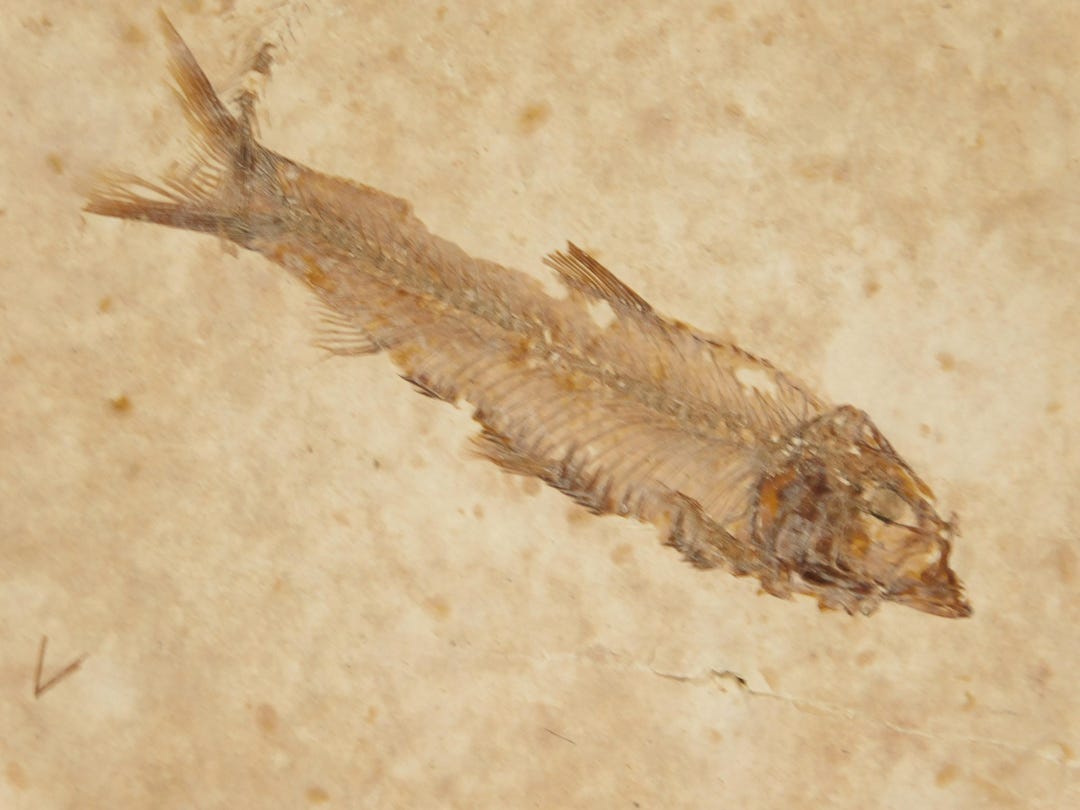 Rock AQUARIUM SEVEN! 50 Million Year Old Knightia FISH Fossils Wyoming ...
