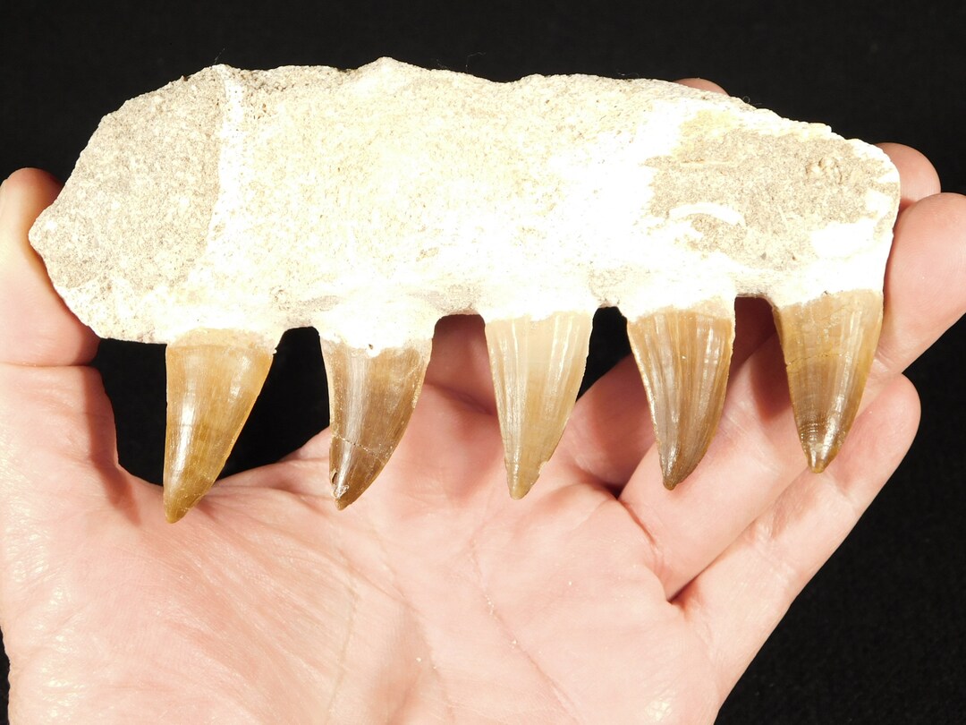 100 Million Year Old Mosasaurus JAW Bone Fossil With FIVE Fossil TEETH ...