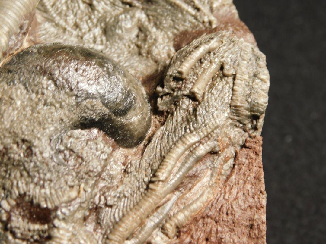 430 Million Year Old! CRINOID Fossil or Sea LILY Fossil Morocco 669gr ...