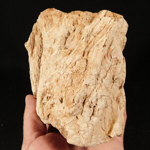 Nice BARK! Larger 210 Million Year Old Petrified Wood Fossil From ...