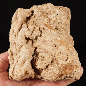 Nice BARK! Larger 210 Million Year Old Petrified Wood Fossil From ...