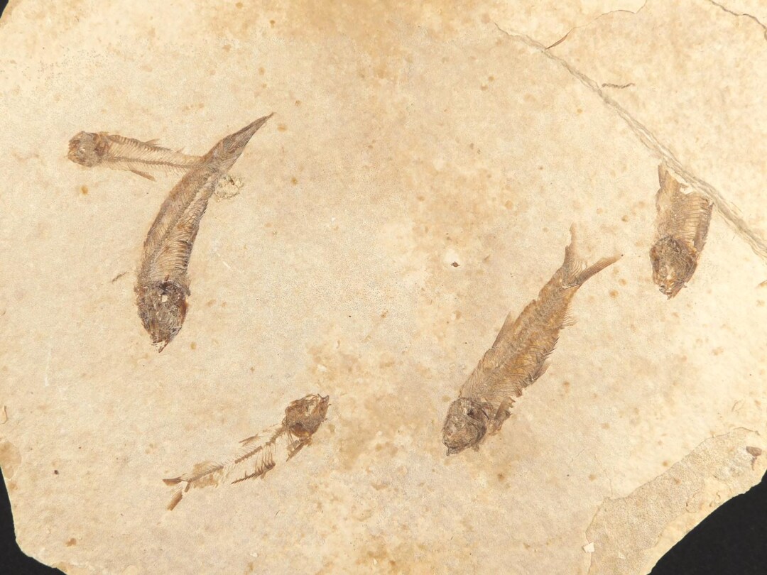 Fossil Aquarium! FIVE Knightia FISH Fossils 100% Natural From Wyoming ...