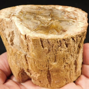 Perfect BARK 225 Million Year Old Polished Petrified Wood Fossil 433gr ...