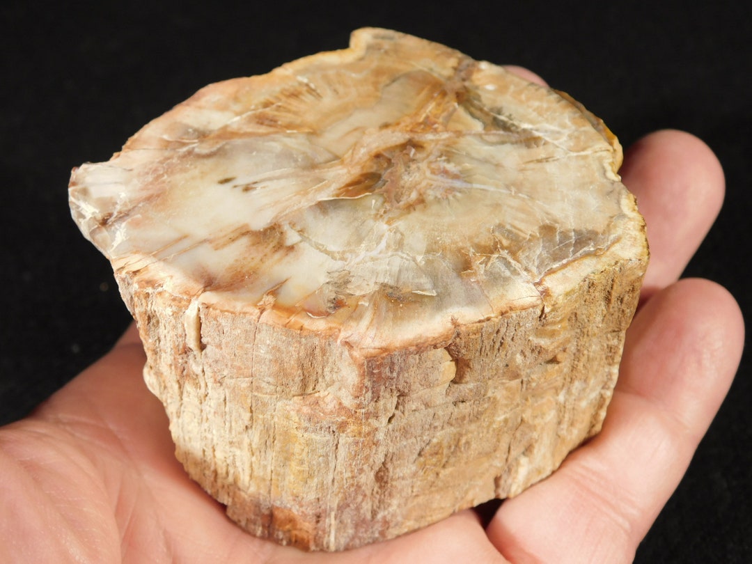 Perfect BARK 225 Million Year Old Polished Petrified Wood Fossil 341gr ...
