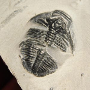 TRILOBITE Fossil With an Anomalocaris BITE MARK! From Cambrian Utah 69 ...