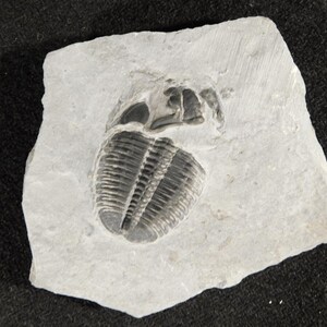 TRILOBITE Fossil With an Anomalocaris BITE MARK! From Cambrian Utah 58 ...