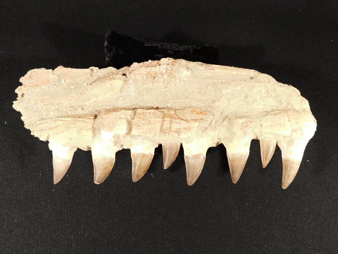 BIG! Mosasaurus JAW Bone Fossil With EIGHT! Tooth Fossils Morocco 469gr ...