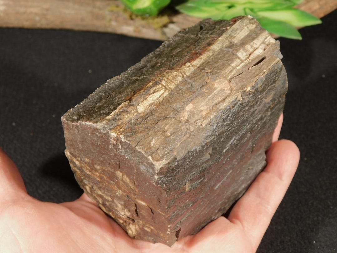 Nice BARK! Petrified Wood Fossil From Jurassic Utah 810gr - Etsy