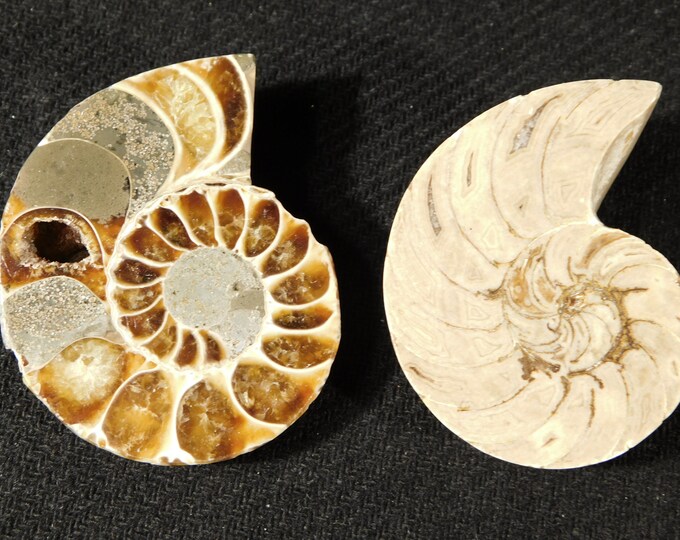 TWO! 121 MILLION Year Old Split and Polished Ammonite Fossils 65.5gr - Etsy