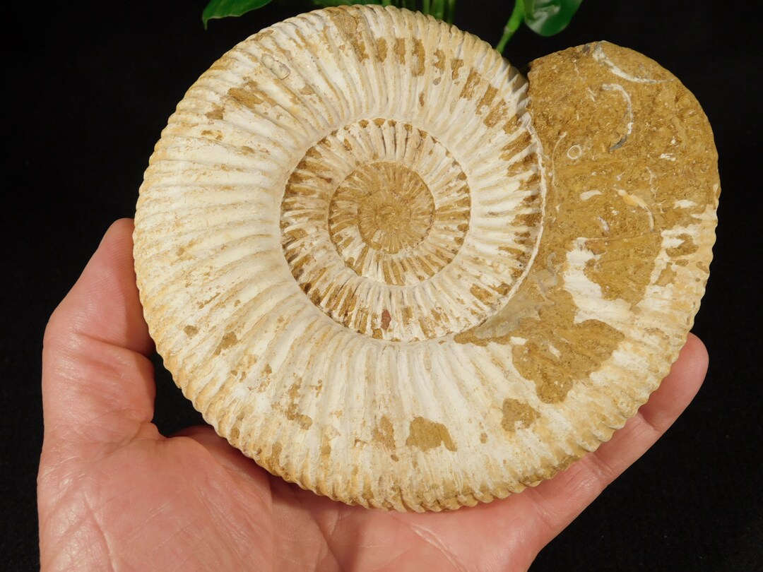 Huge! 112 Million Year Old WHITE Ribbed AMMONITE Fossil Madagascar ...
