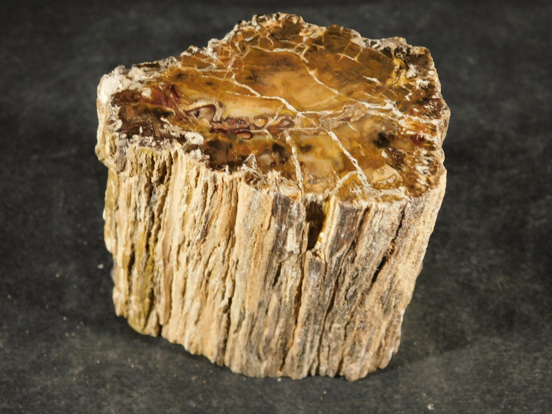 PERFECT BARK 225 Million Year Old Polished Petrified Wood - Etsy