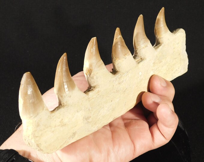 BIG! Mosasaurus JAW Bone Fossil With SIX! Tooth Fossils Morocco 289gr ...