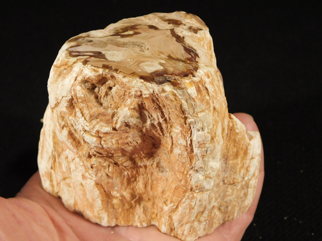 Perfect BARK 225 Million Year Old Polished Petrified Wood Fossil 375gr ...