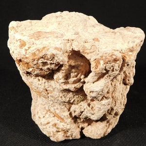 Nice BARK! Larger 210 Million Year Old Petrified Wood Fossil From ...