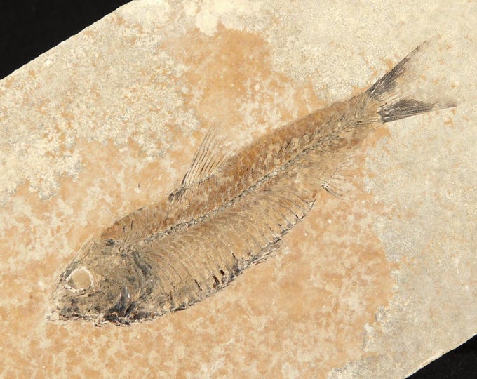 VERY Rare! 50 Million Year Old HIODON FISH Fossil From Wyoming 538gr - Etsy