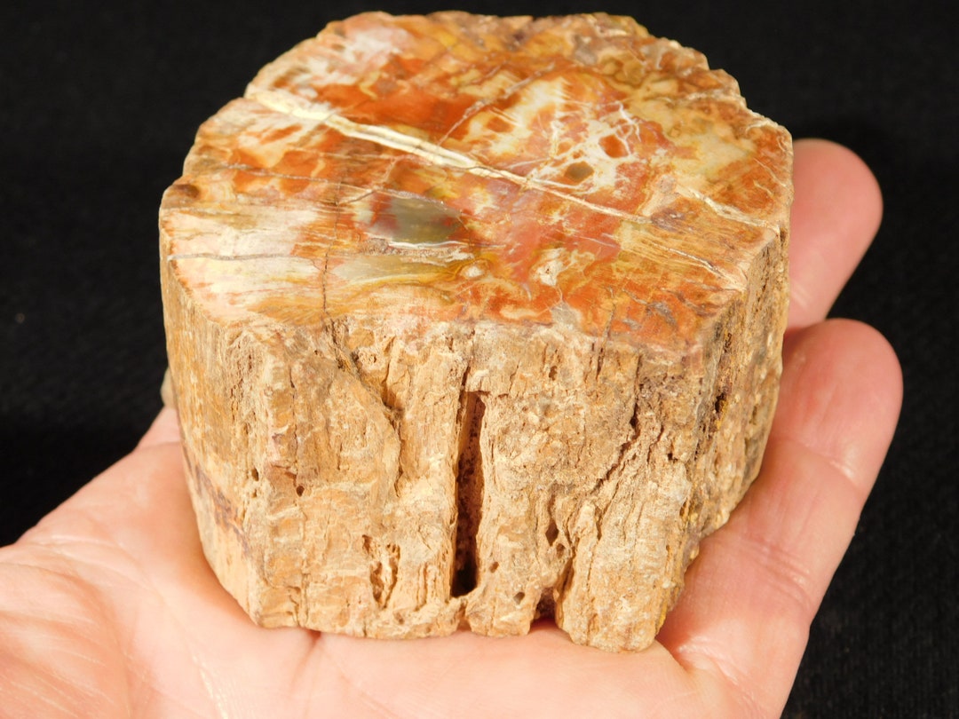 PERFECT BARK 225 Million Year Old Polished Petrified Wood - Etsy