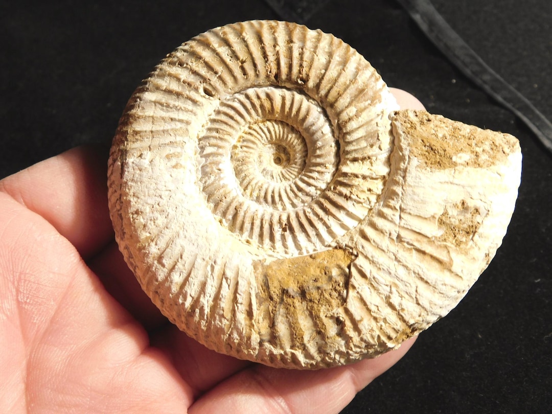Larger! White Ribbed AMMONITE Fossil 100% Natural With Stand Madagascar ...