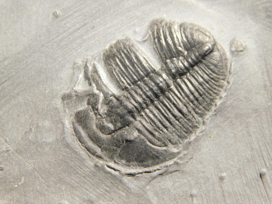 TRILOBITE Fossil With an Anomalocaris BITE MARK! From Cambrian Utah 95 ...