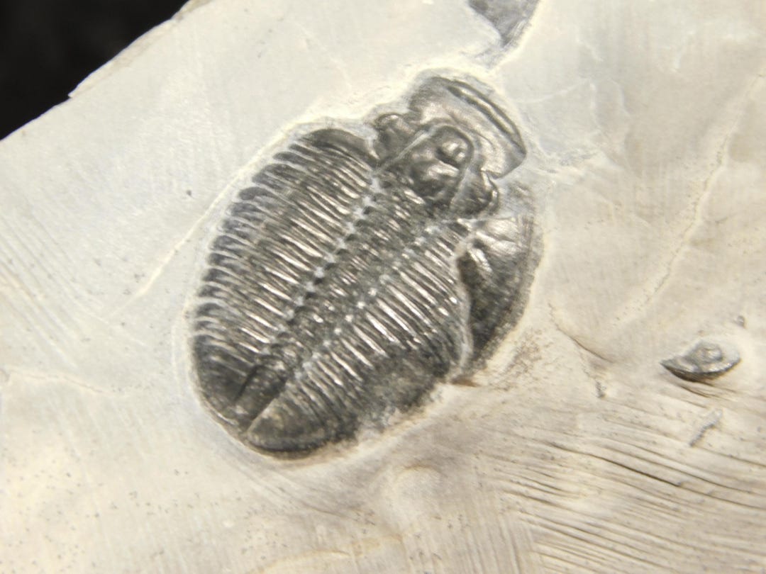 Elrathia TRILOBITE Fossil From Cambrian Utah 100% Natural 5.88 *C - Etsy
