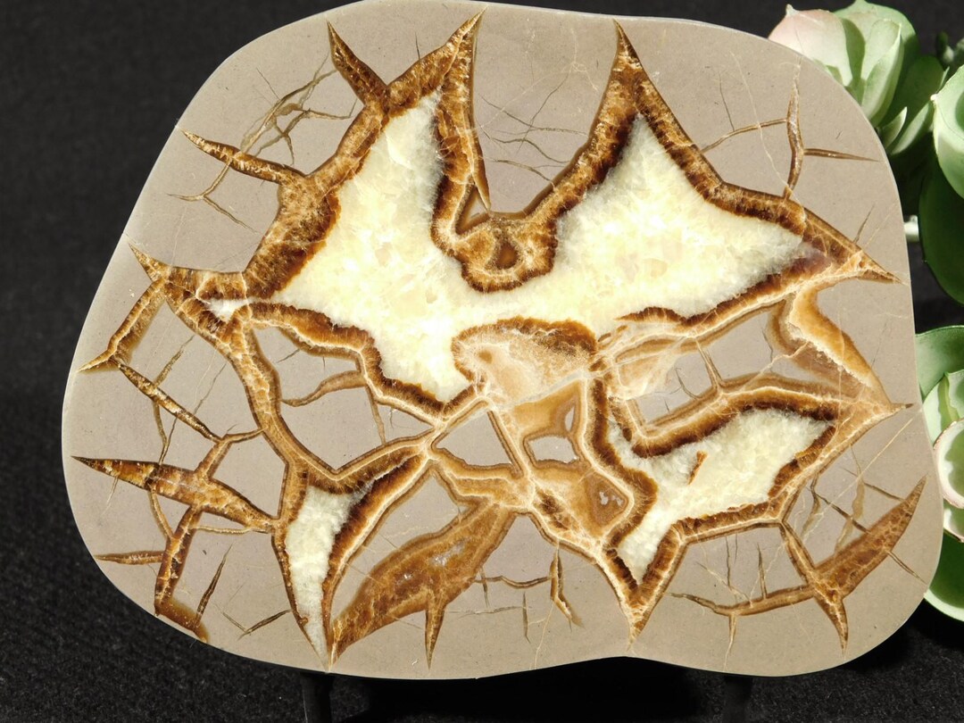 Polished SEPTARIAN Nodule Slab With a Lightning Like Pattern! Utah ...