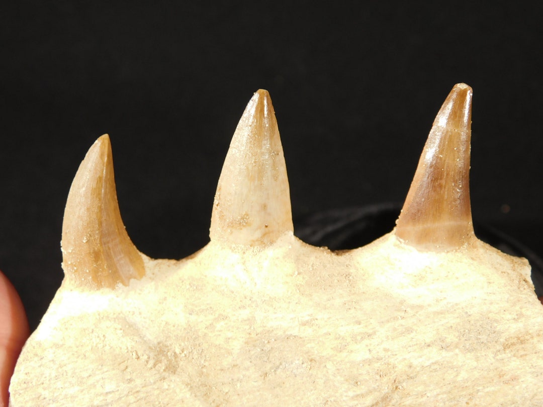 100 Million Year Old Mosasaurus JAW Bone Fossil With THREE Fossil Teeth ...