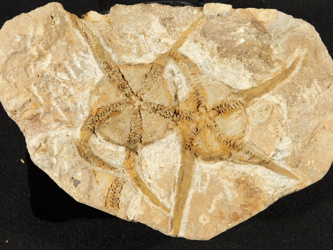 TWO 440 Million Year Old 100% Natural STARFISH Fossils Morocco 369gr - Etsy