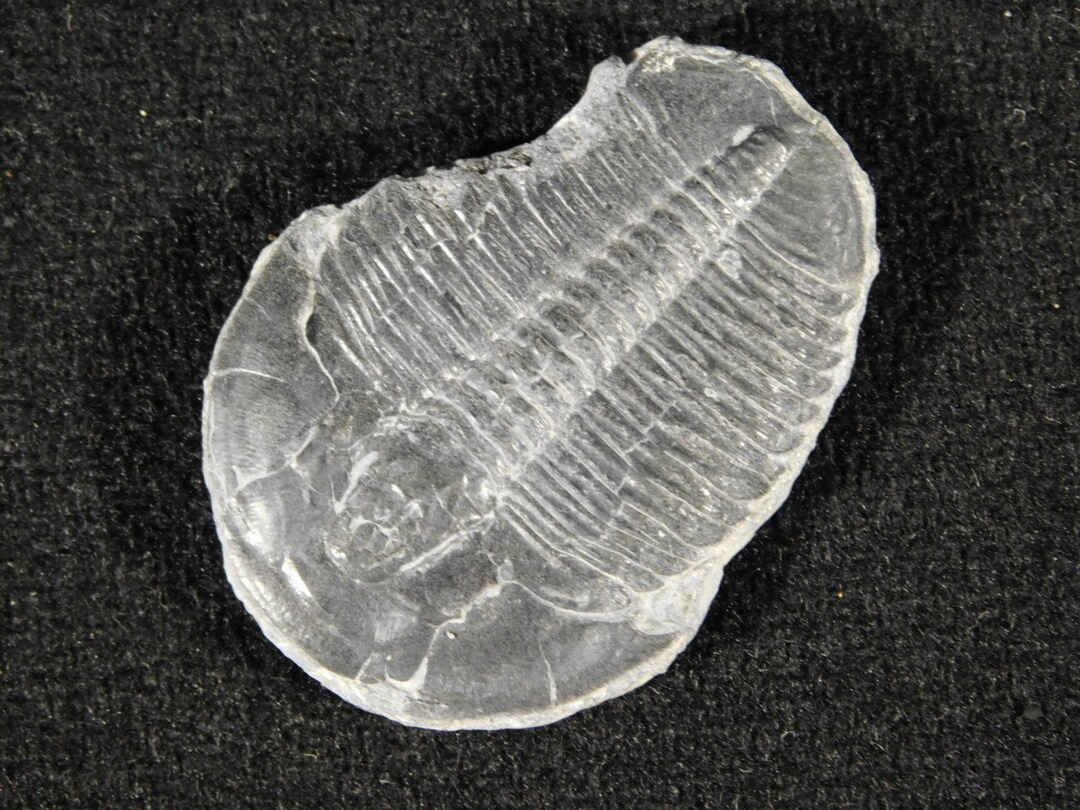 Big! TRILOBITE Fossil With an Anomalocaris BITE MARK! From Utah 1.09 - Etsy