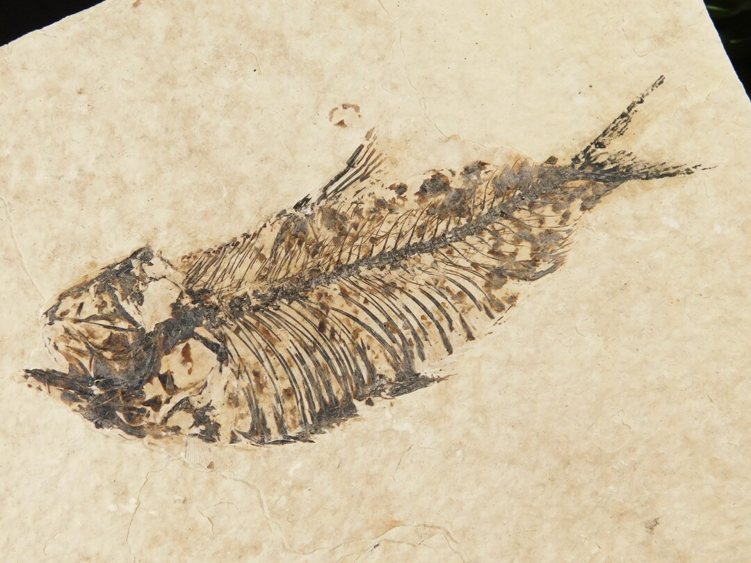 Super Fine BONES! 50 Million Year Old Knightia FISH Fossil With Stand ...