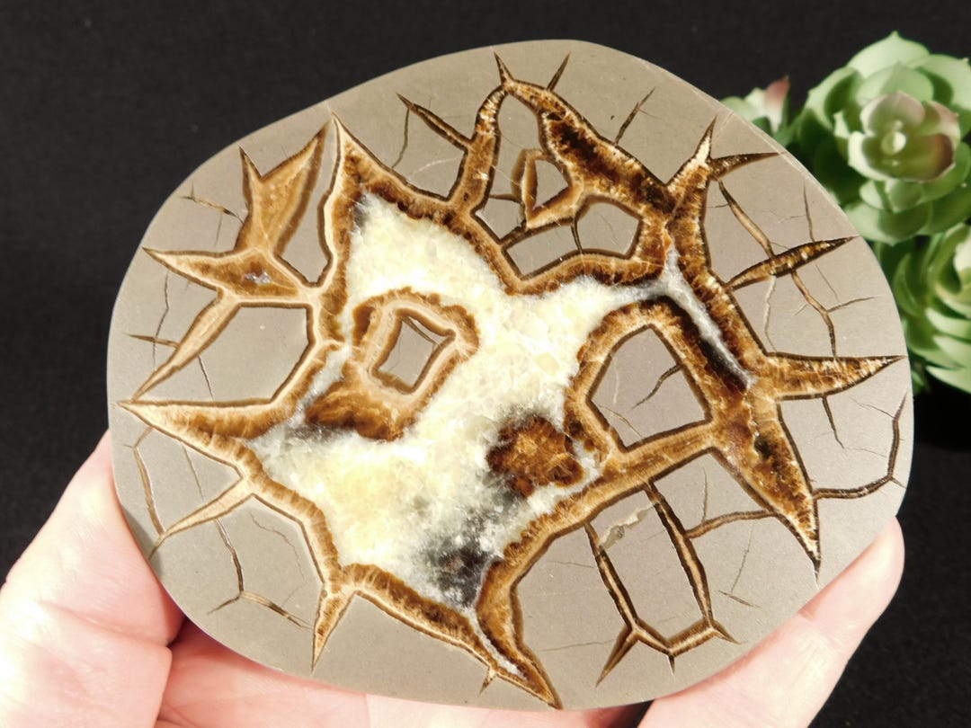 Polished SEPTARIAN Nodule Slab With a Lightning Like Pattern! Utah ...