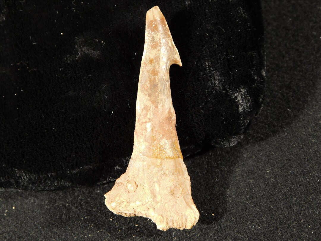 Big! 120 Million YEAR Old Dinosaur Era SAWFISH Tooth Fossil Morocco 11 ...