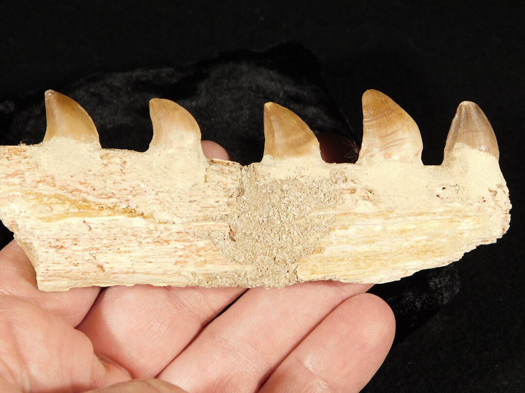 100 Million Year Old Mosasaurus JAW Bone Fossil With FIVE Fossil TEETH ...