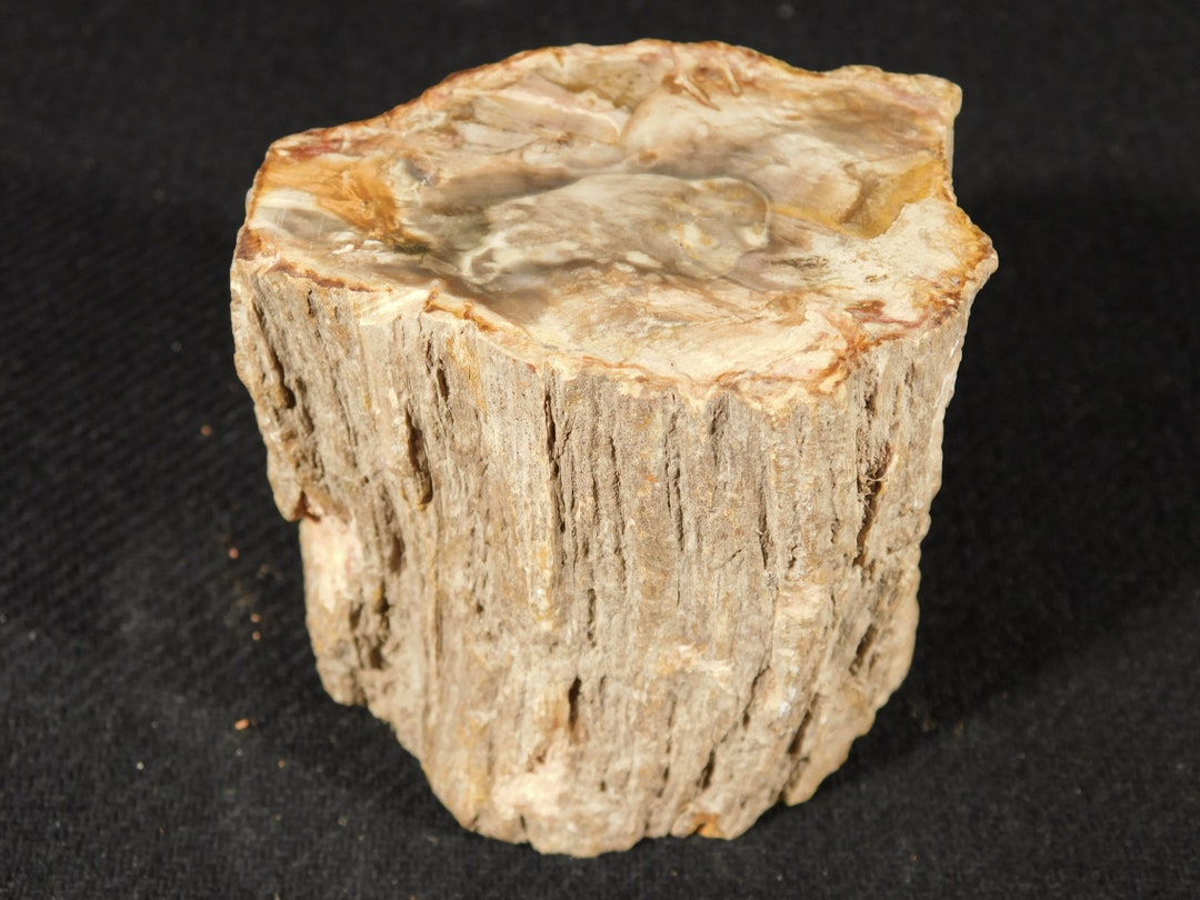 PERFECT BARK 225 Million Year Old Polished Petrified Wood - Etsy