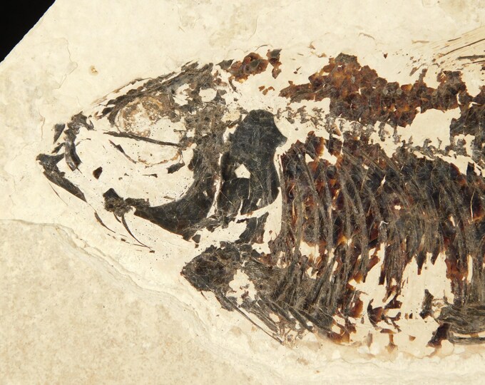 Nice SCALES! Larger 100% Natural FISH Fossil Green River Formation ...