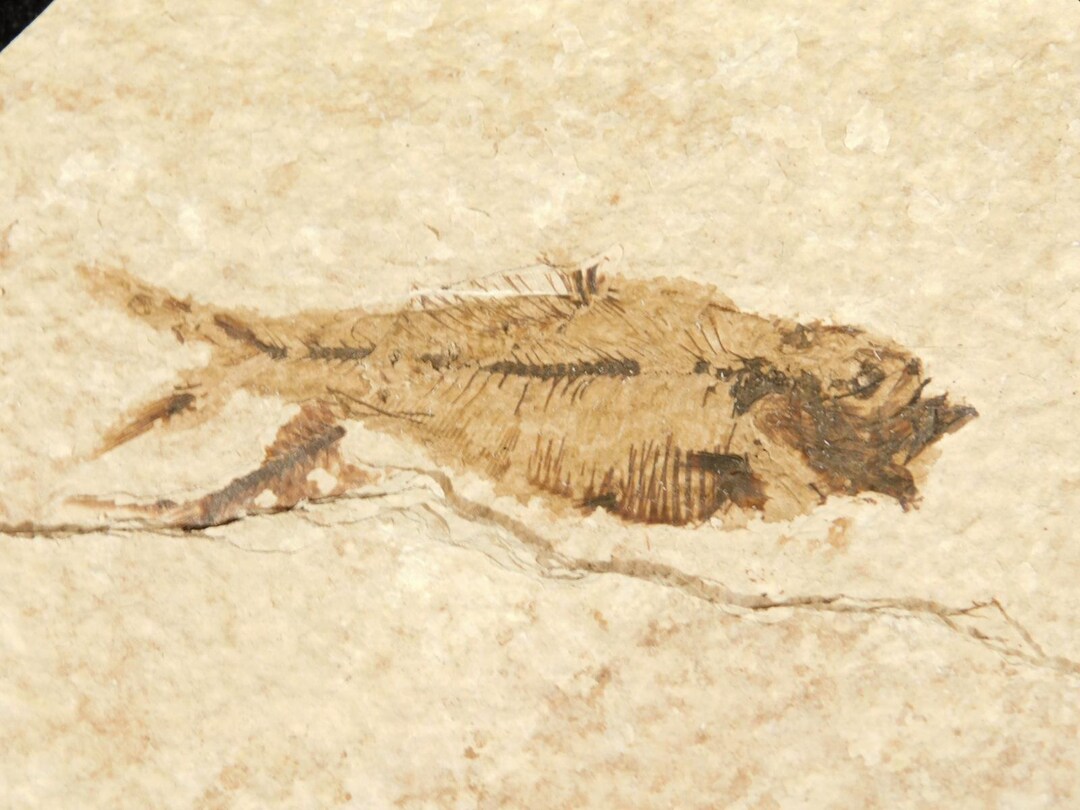 50 Million Year Old Knightia FRY FISH Fossil 100% Natural Wyoming 2.43 ...