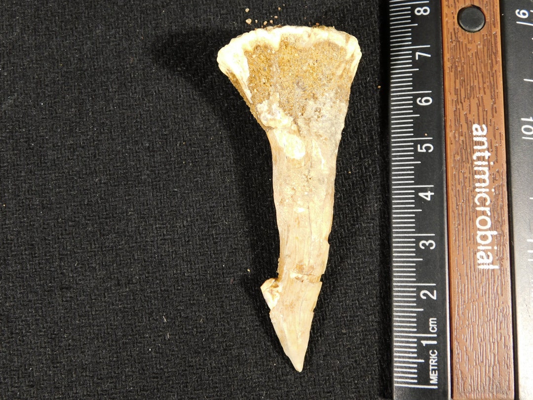Big! 120 Million YEAR Old Dinosaur Era SAWFISH Tooth Fossil Morocco 15 ...