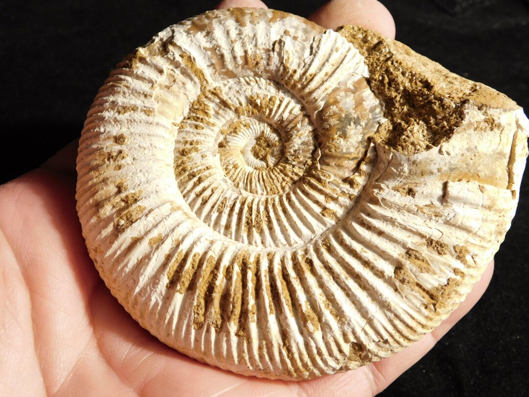 Big! White Ribbed AMMONITE Fossil 100% Natural With Stand Madagascar ...