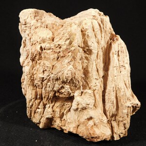 Nice BARK! Larger 210 Million Year Old Petrified Wood Fossil From ...