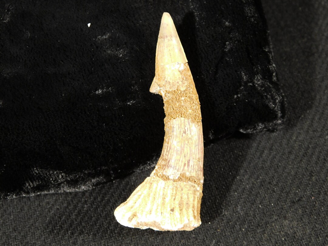 Long! 120 Million YEAR Old Dinosaur Era SAWFISH Tooth Fossil Morocco 9 ...