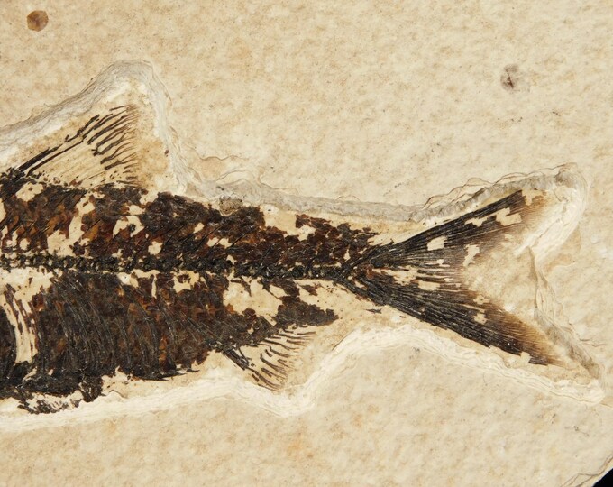 50 Million Year Old! Knightia FISH Fossil With Stand From Wyoming 515gr ...