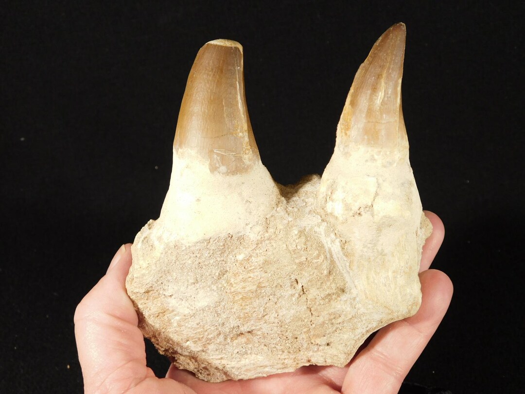 BIG! Mosasaurus JAW Bone Fossil With THREE! Tooth Fossils Morocco 529gr ...