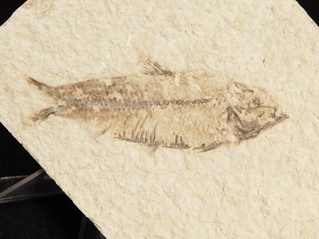 Nice BONES and SCALES! Small 100% Natural Knightia FISH Fossil Wyoming ...