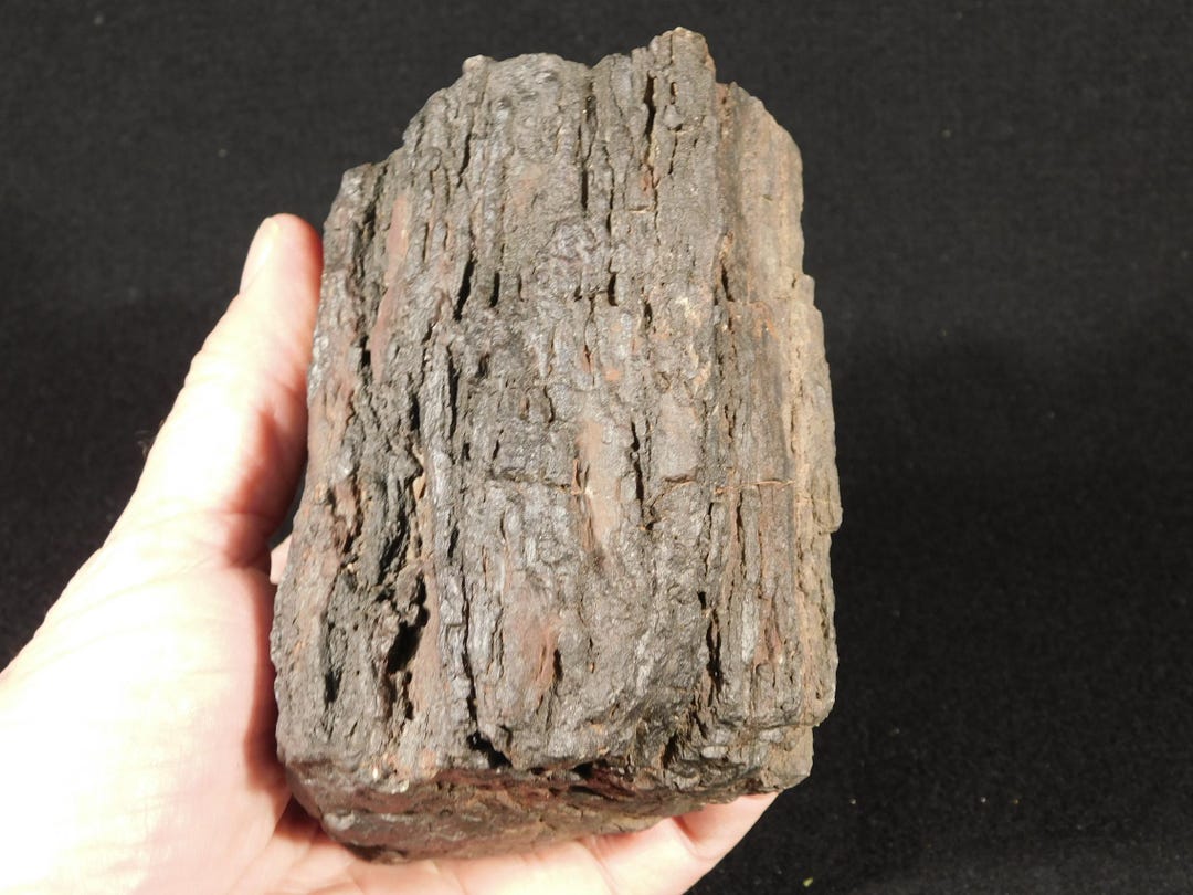Larger 219 Million Year Old Petrified Wood Fossil From Jurassic Utah ...