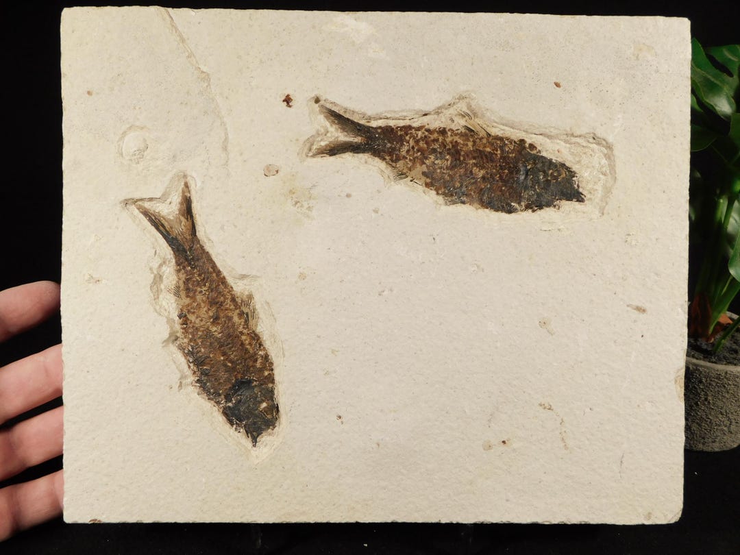TWO 50 Million Year Old Knightia FISH Fossils From Fossil Lake Wyoming ...