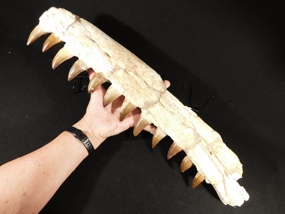 MONSTER! Mosasaurus JAW Bone Fossil With TWELVE! Tooth Fossils Morocco ...